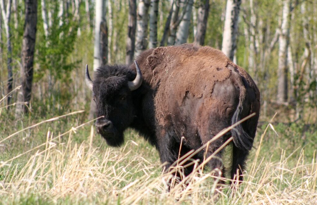 Top 20 Tourist Attractions in Canada | ToNiagara