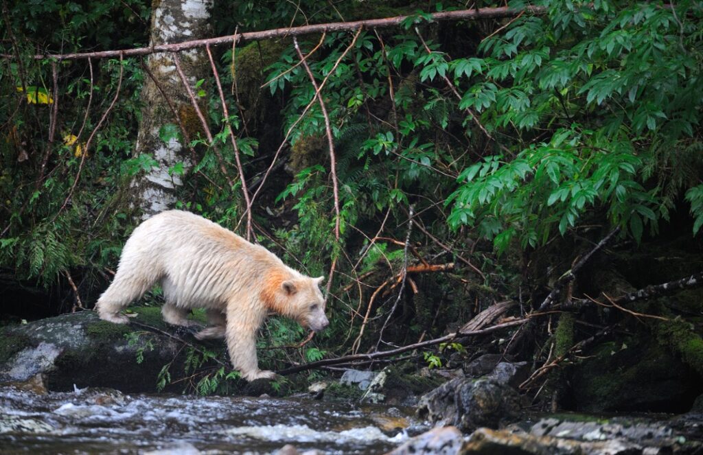 Top 20 Tourist Attractions in Canada | ToNiagara